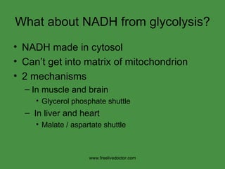 Electron Transport Chain | PPT