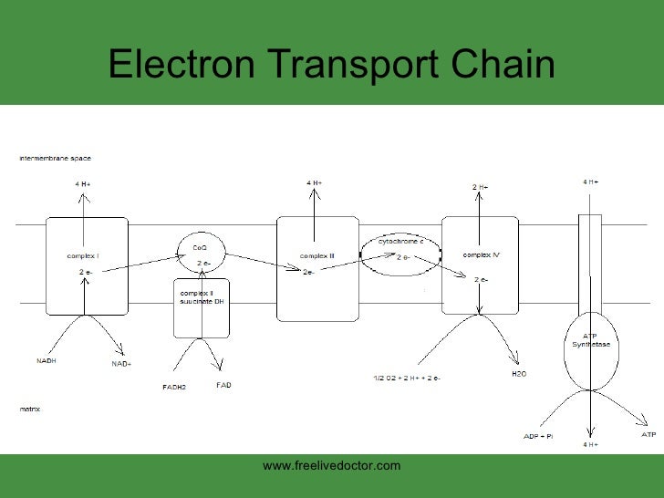 Simple Diagram Electron Transport Chain Diagramaica