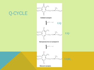 Electron transport chain | PPT
