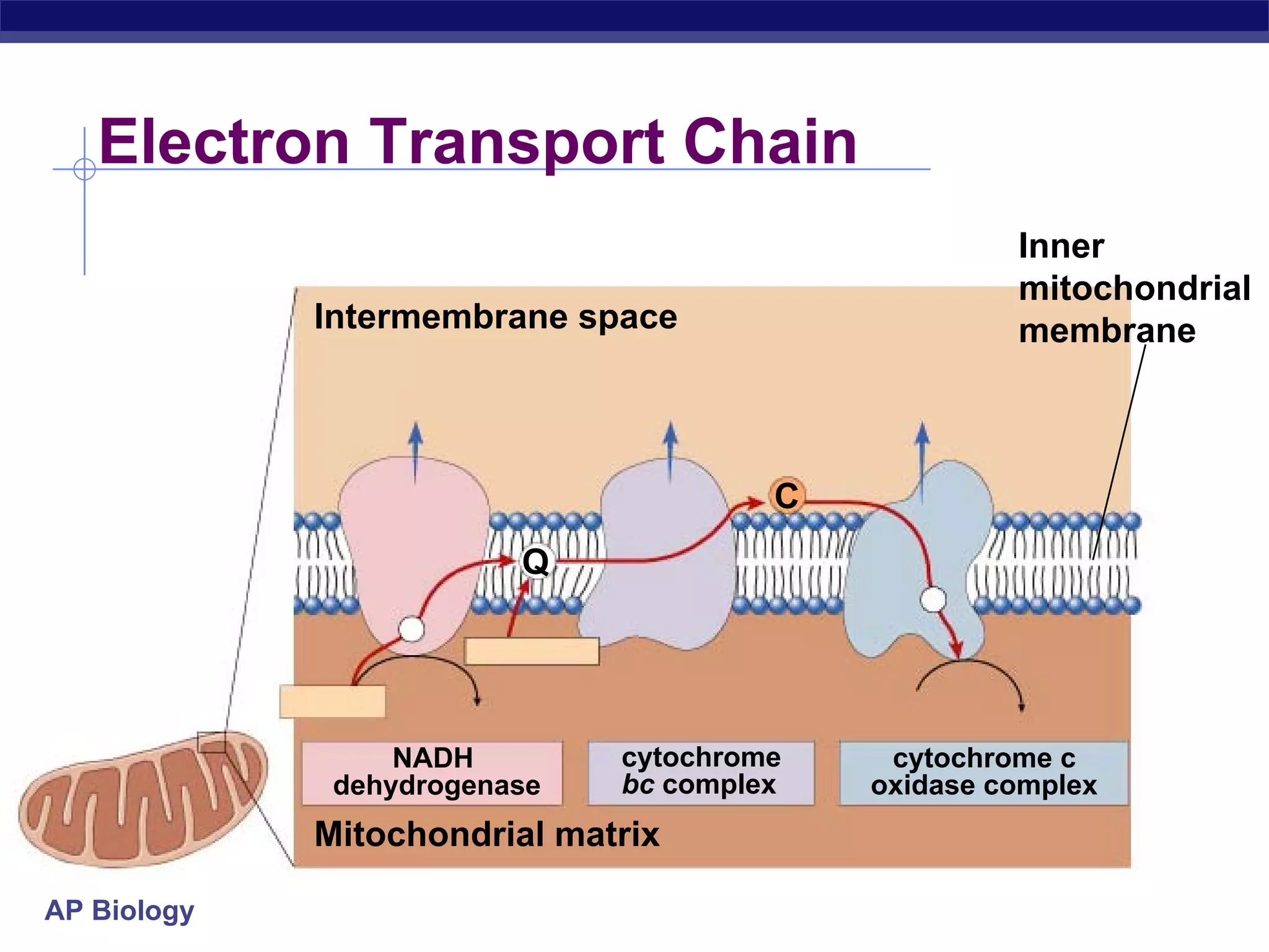 Electron transport chain | PDF