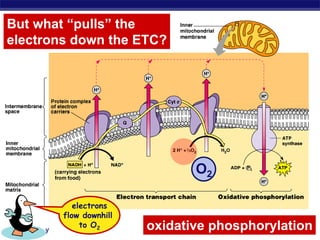Electron transport chain | PDF