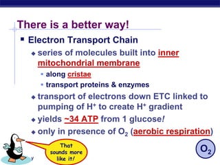 Electron transport chain | PDF