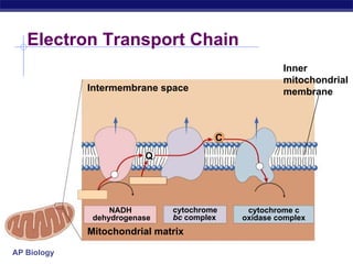 Electron transport chain | PDF