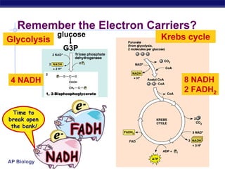 Electron transport chain | PDF
