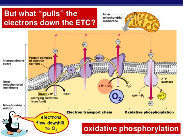 Electron Transport Chain Agri Learner