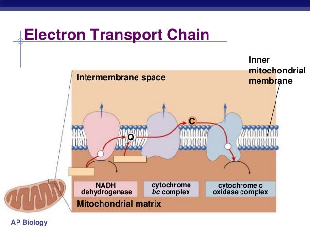 Electron transport chain