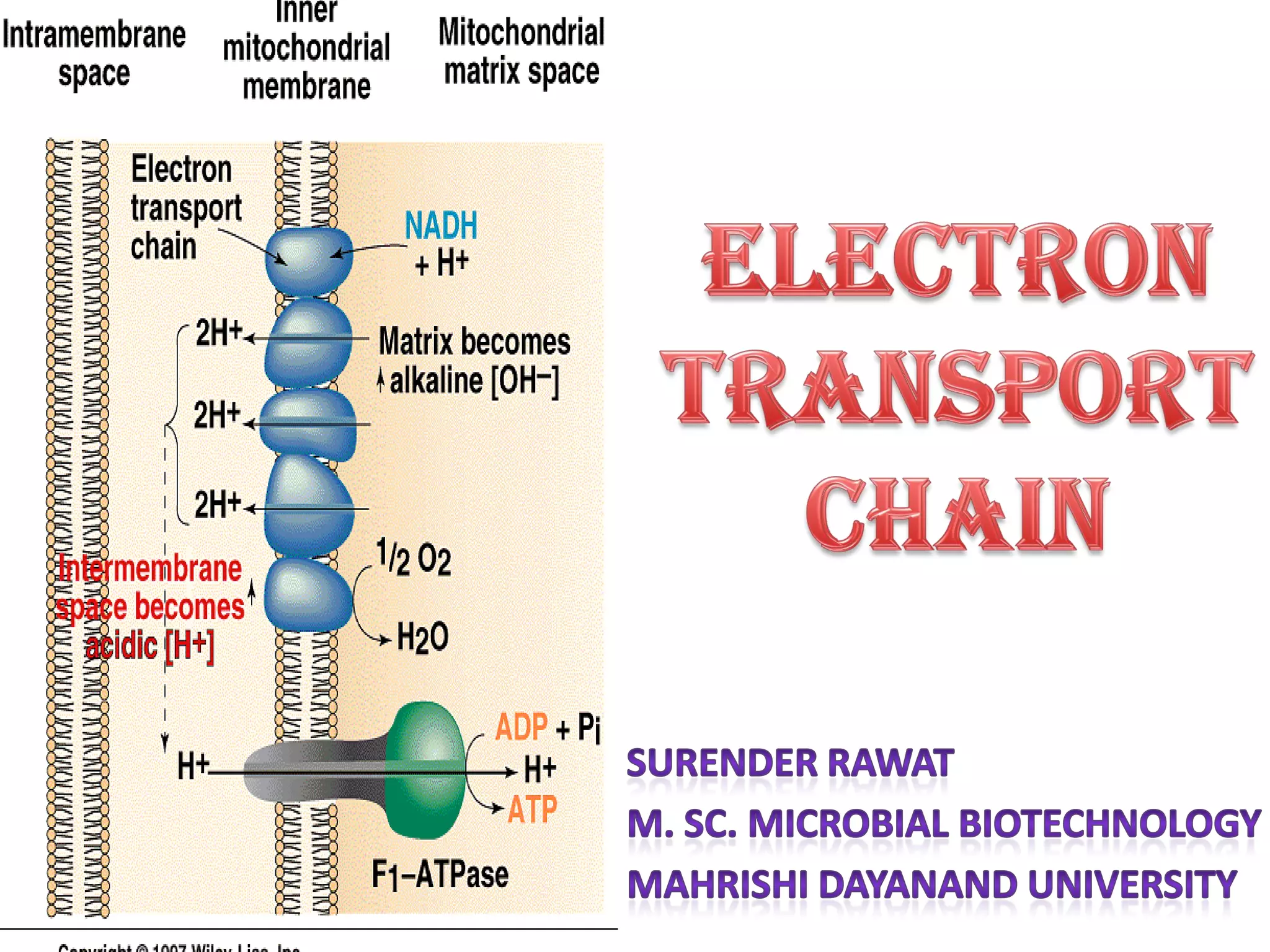 Electron transport chain | PDF