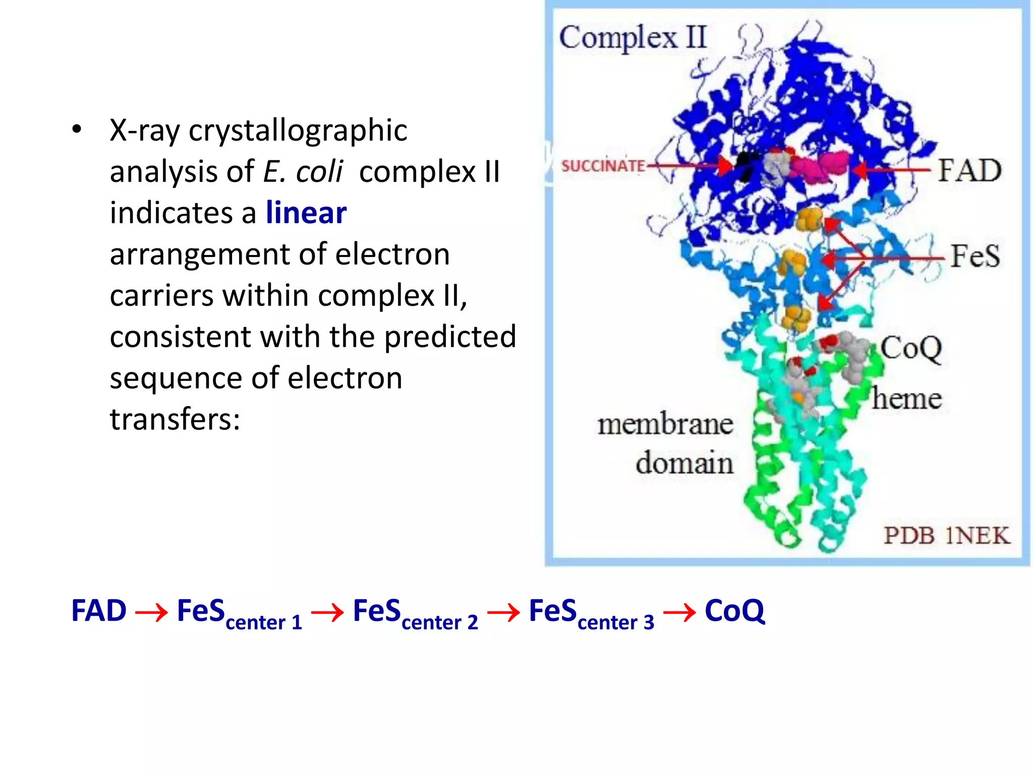 Electron transport chain | PDF