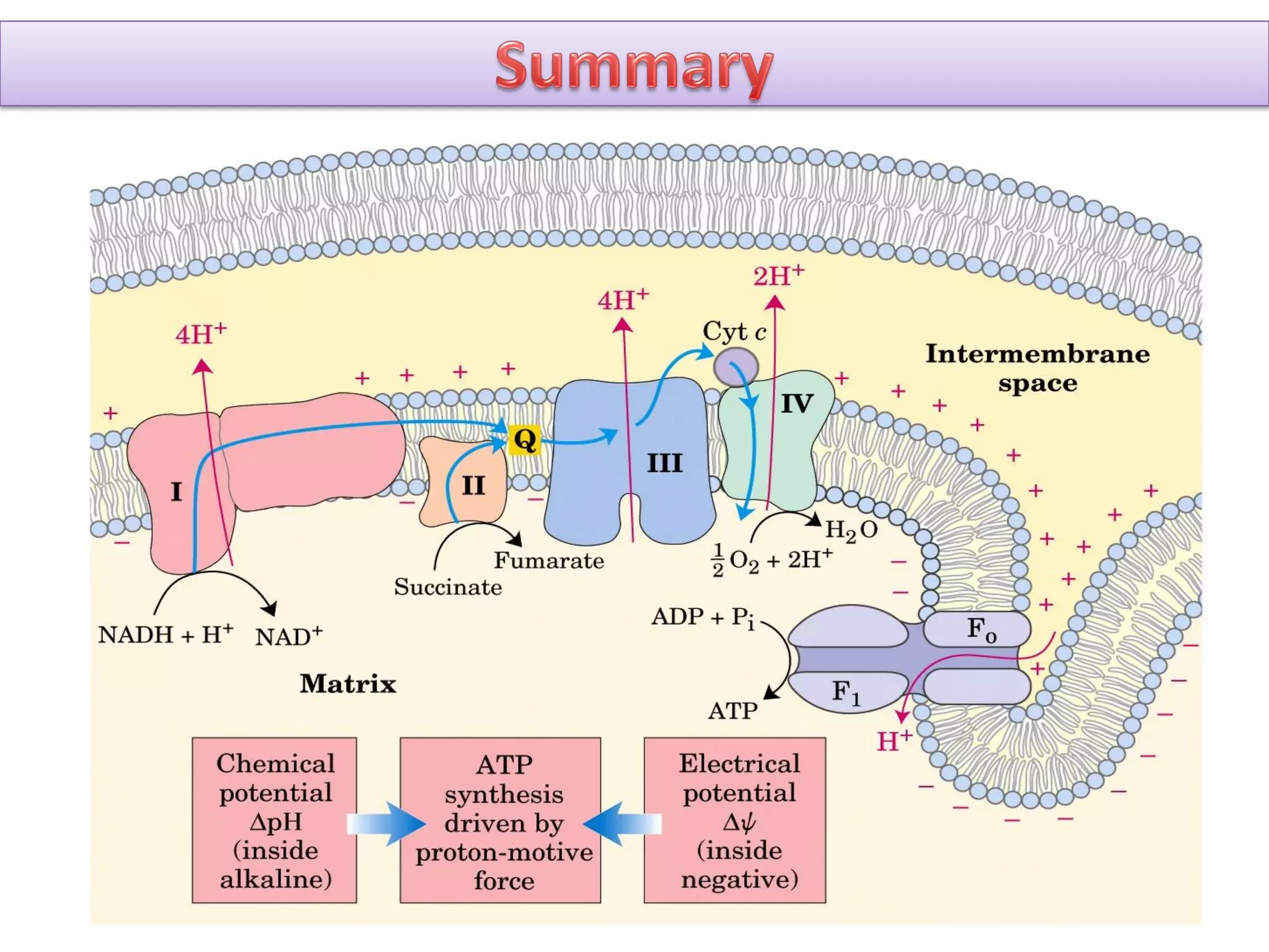 Electron transport chain | PDF