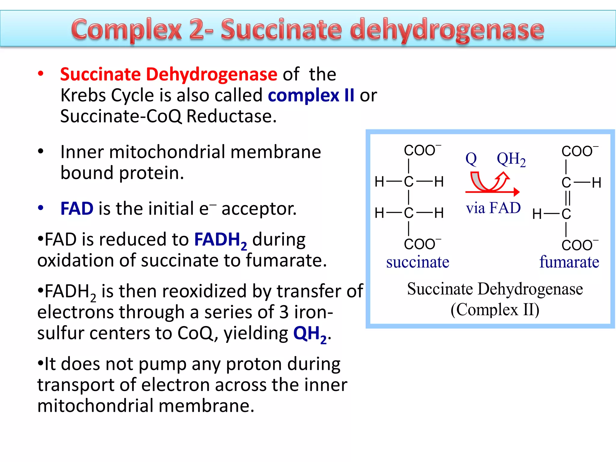 Electron transport chain | PDF