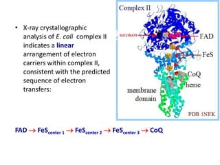 Electron transport chain | PDF