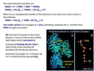 Electron transport chain | PDF