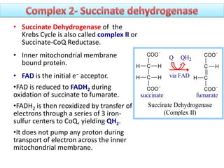 Electron transport chain | PDF