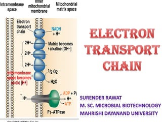 Fadh2 Electron Transport Chain