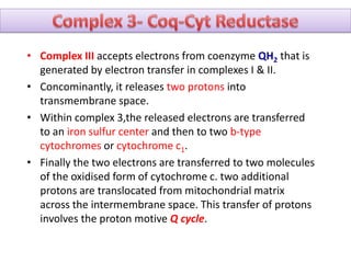 Electron Transport Chain Complex 3