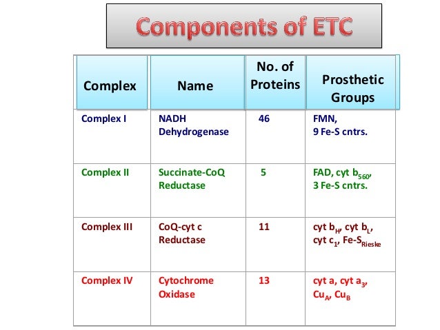 Electron transport chain