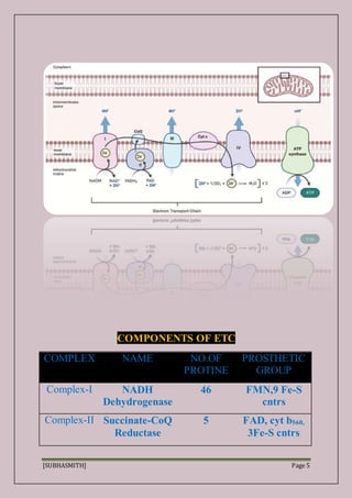Electron transport chain | PDF