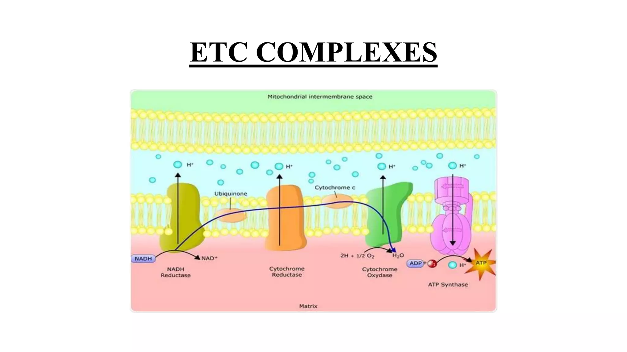 ELECTRON TRANSPORT CHAIN | PPTX