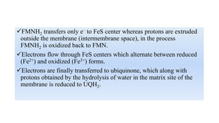 ELECTRON TRANSPORT CHAIN | PPTX
