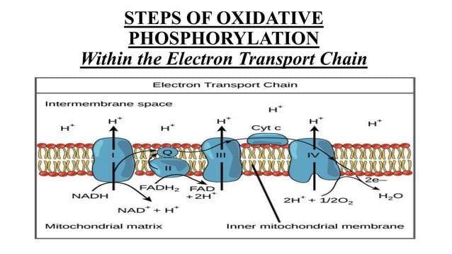 ELECTRON TRANSPORT CHAIN | PPTX