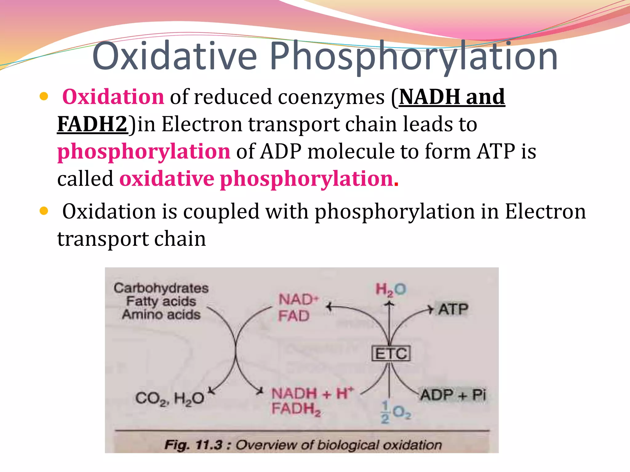 Electron transport chain( Oxidative phosphorylation) | PPTX