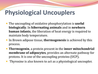 Electron transport chain( Oxidative phosphorylation) | PPTX