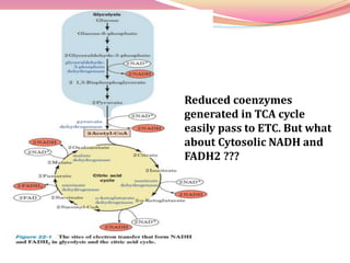 Oxidative Phosphorylation Pathway