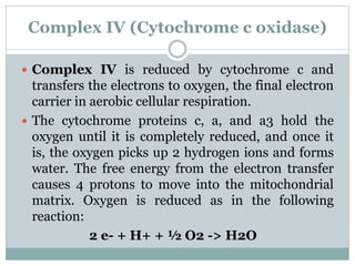 Electron Transport Chain by Salman Saeed | PPT