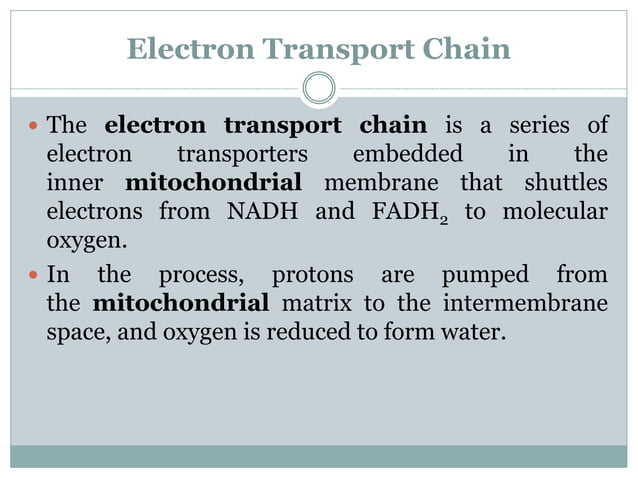 Electron Transport Chain by Salman Saeed | PPT