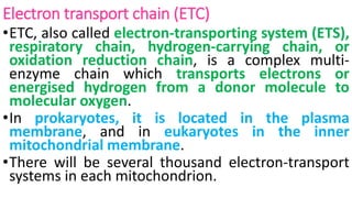 electron transport chain.pptx