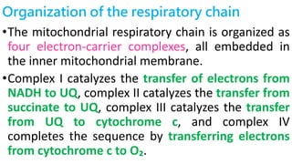 electron transport chain.pptx