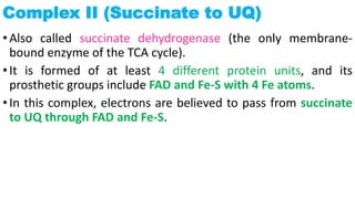 electron transport chain.pptx