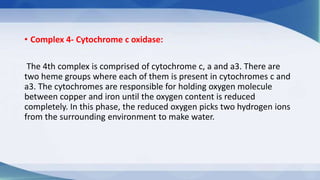Electron Transport Chain.07.pptx