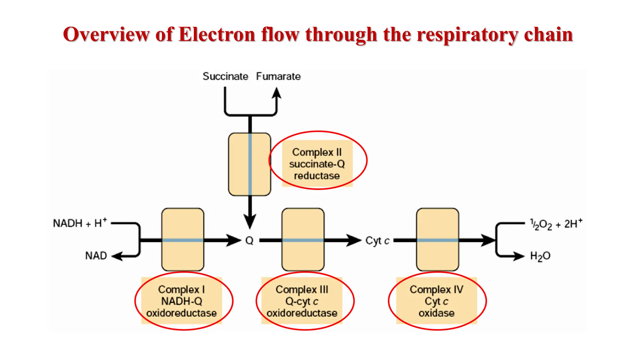 Electron Transport Chain: The respiratory Chain & Oxidative ...