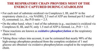Electron Transport Chain: The respiratory Chain & Oxidative ...