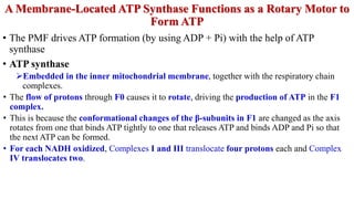 Electron Transport Chain: The respiratory Chain & Oxidative ...