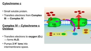 ELECTRON TRANSPORT CHAIN biochemistry med | PPTX
