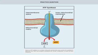 Electron Transport Chain - By Muntaha-Iqbal.pptx
