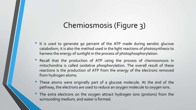 Electron Transport Chain - By Muntaha-Iqbal.pptx
