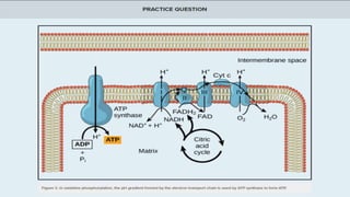 Electron Transport Chain - By Muntaha-Iqbal.pptx