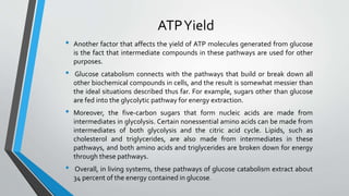 Electron Transport Chain - By Muntaha-Iqbal.pptx