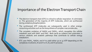 Electron Transport Chain - By Muntaha-Iqbal.pptx