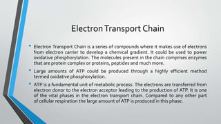 Electron Transport Chain - By Muntaha-Iqbal.pptx