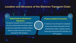 Electron Transport Chain and Energy Production (2).pptx