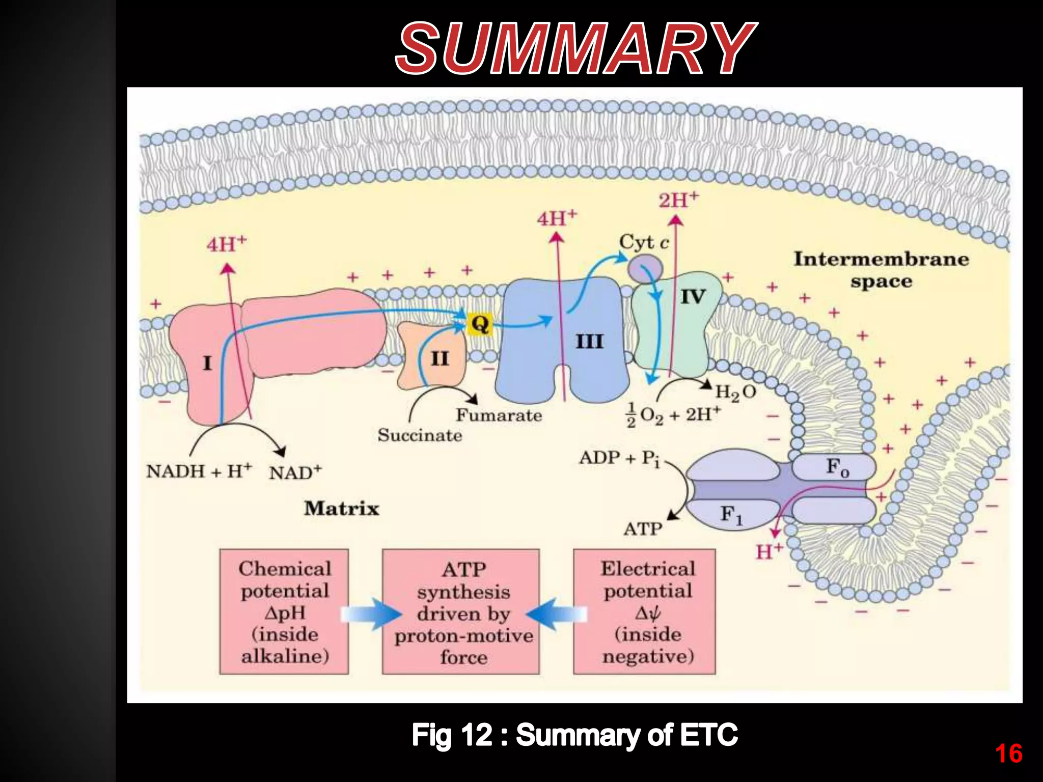 Electron transport chain and inhibitor of etc | PPTX