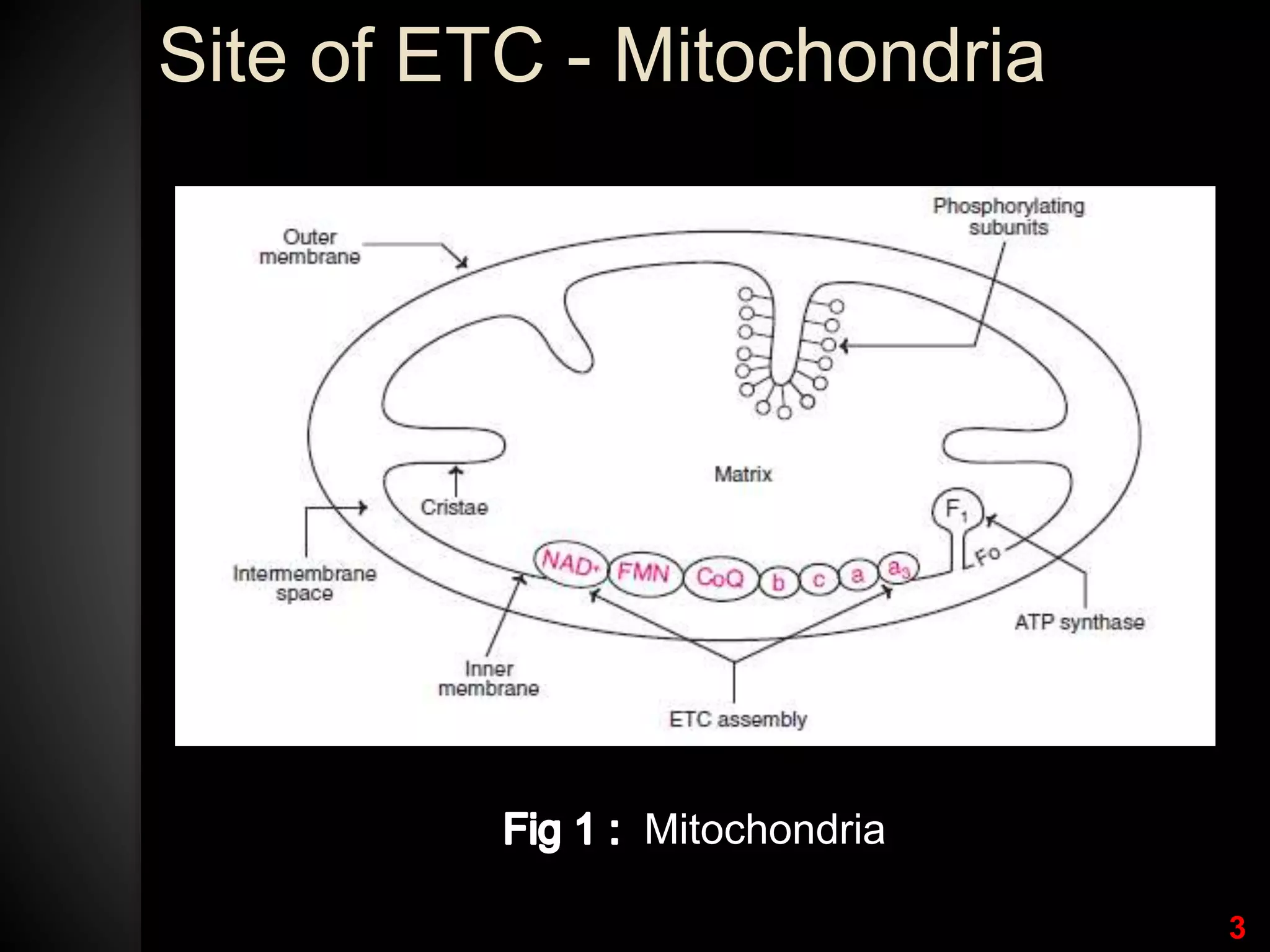 Electron transport chain and inhibitor of etc | PPTX