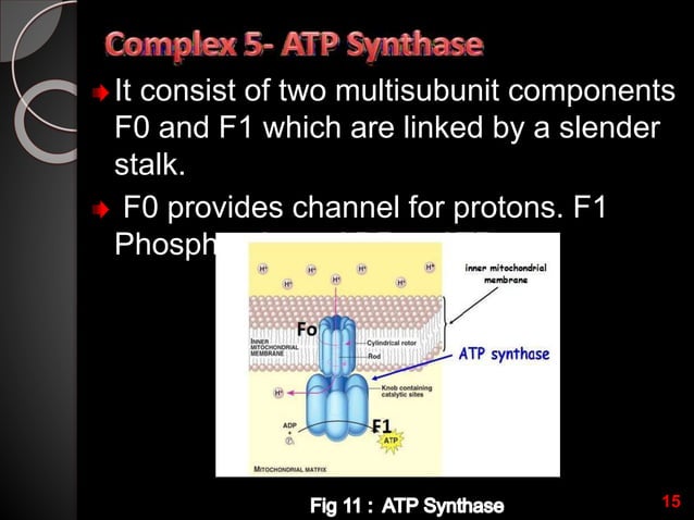 Electron transport chain and inhibitor of etc | PPTX | Chemistry | Science