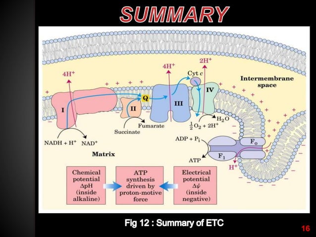 Electron transport chain and inhibitor of etc | PPTX | Chemistry | Science