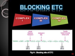 Electron transport chain and inhibitor of etc | PPTX