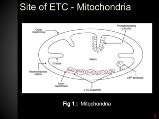 Electron transport chain and inhibitor of etc | PPTX